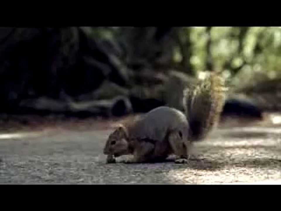 Bridgestone Screaming Squirrel Super Bowl Commercial - video Dailymotion