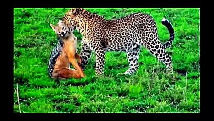 Wild animal videos - Dailymotion