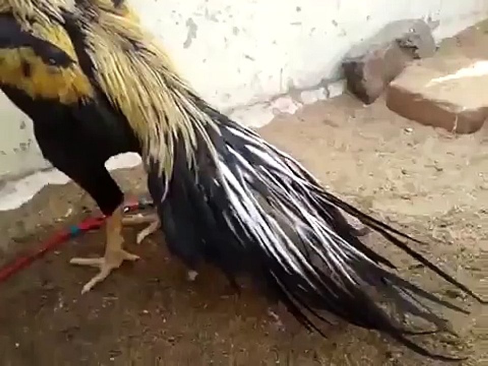 famous aseel murga - video Dailymotion