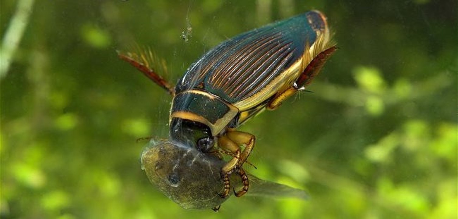 Insectos acuáticos - Vídeo Dailymotion