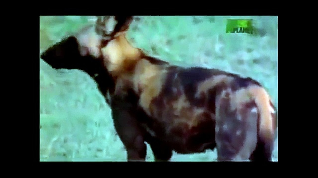 Animal Planet | Discovery Channel | Wild Life Animals Documentary 2015 ...