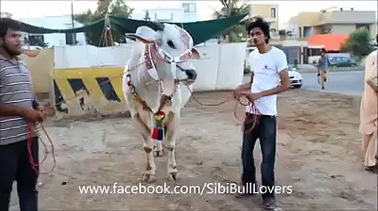 Sibi Bhagnari Cow - Longest Height - video Dailymotion
