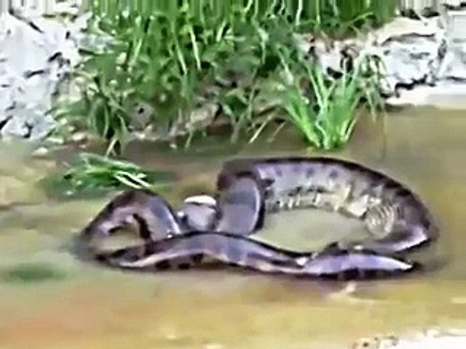 GIANT ANACONDA SNAKE THROWS OUT THE COW IT SWALLOWED EARLIER Animal ...