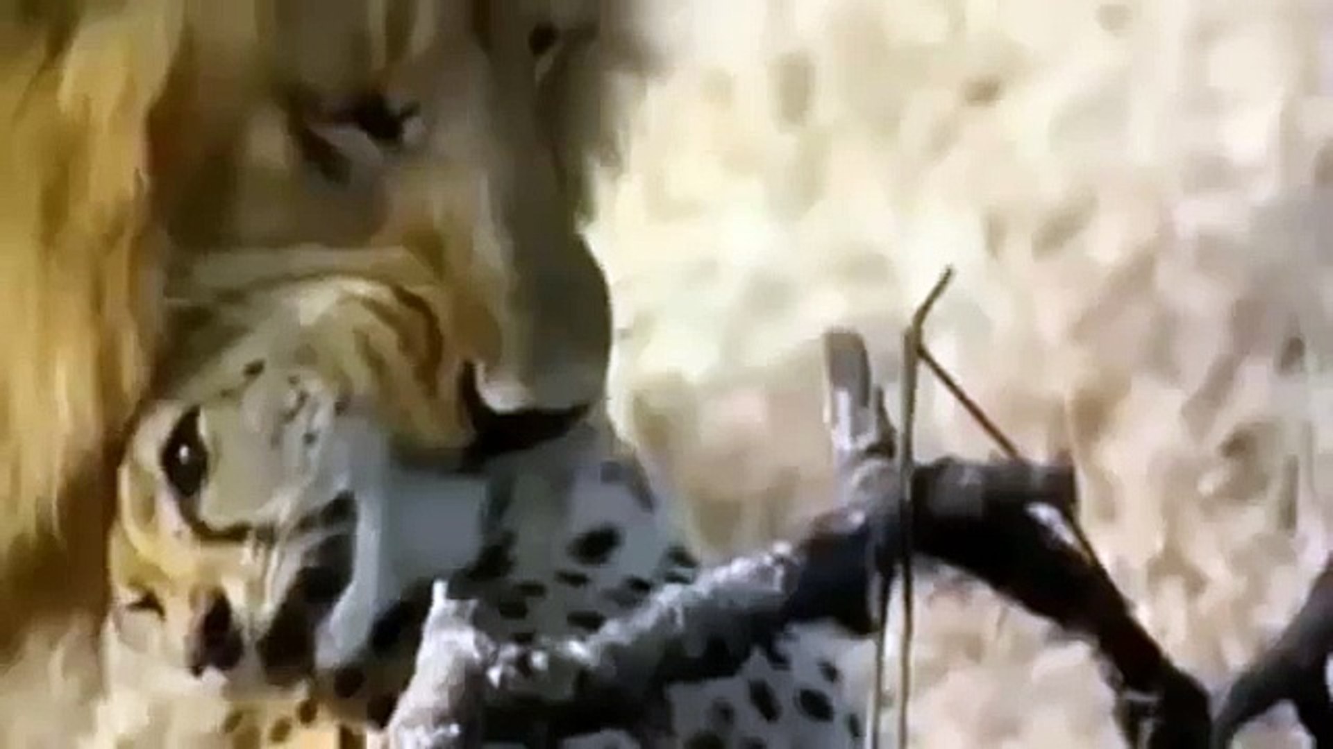 Cheetah Vs Lion Fight