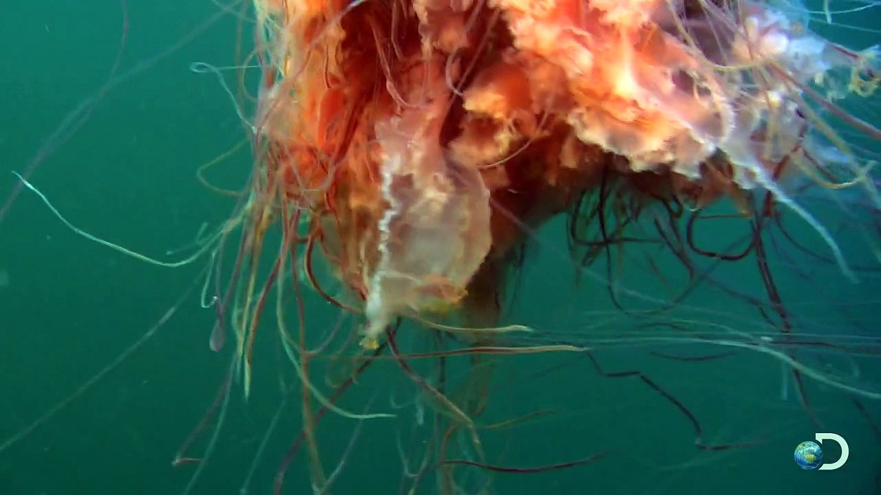 Australie : un étrange méduse géante retrouvée sur une plage - Vidéo ...