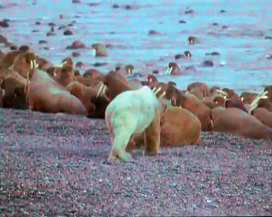 Polar bear hunt walruses - video Dailymotion