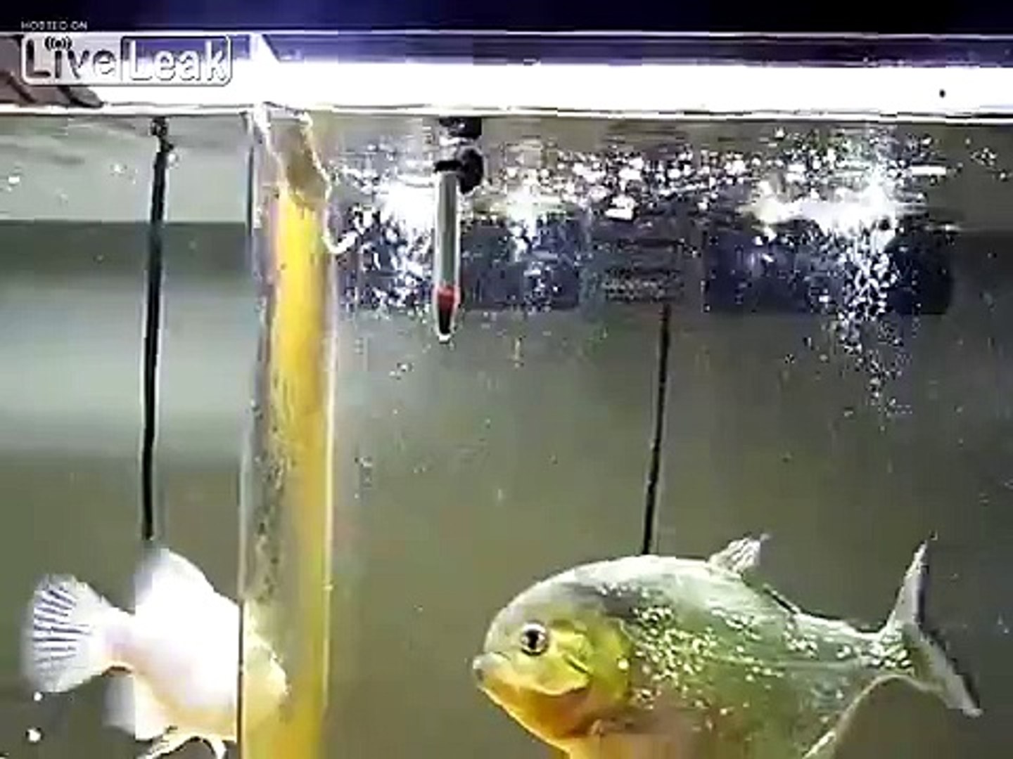 Piranha Eating Live Cow