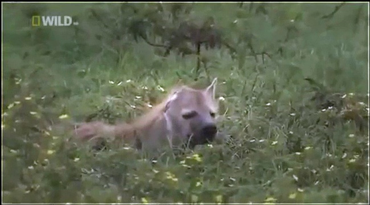 Animal Planet 2015 - Discovery Channel - Wildlife Animals - Lion ...