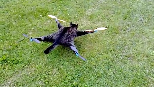 Guy stuffed his dead cat and made it into a drone - Vidéo Dailymotion