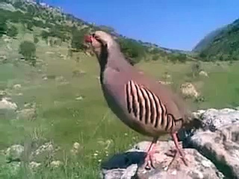 Chakor The Beautiful National Bird Of Pakistan - Pakistan Videos ...