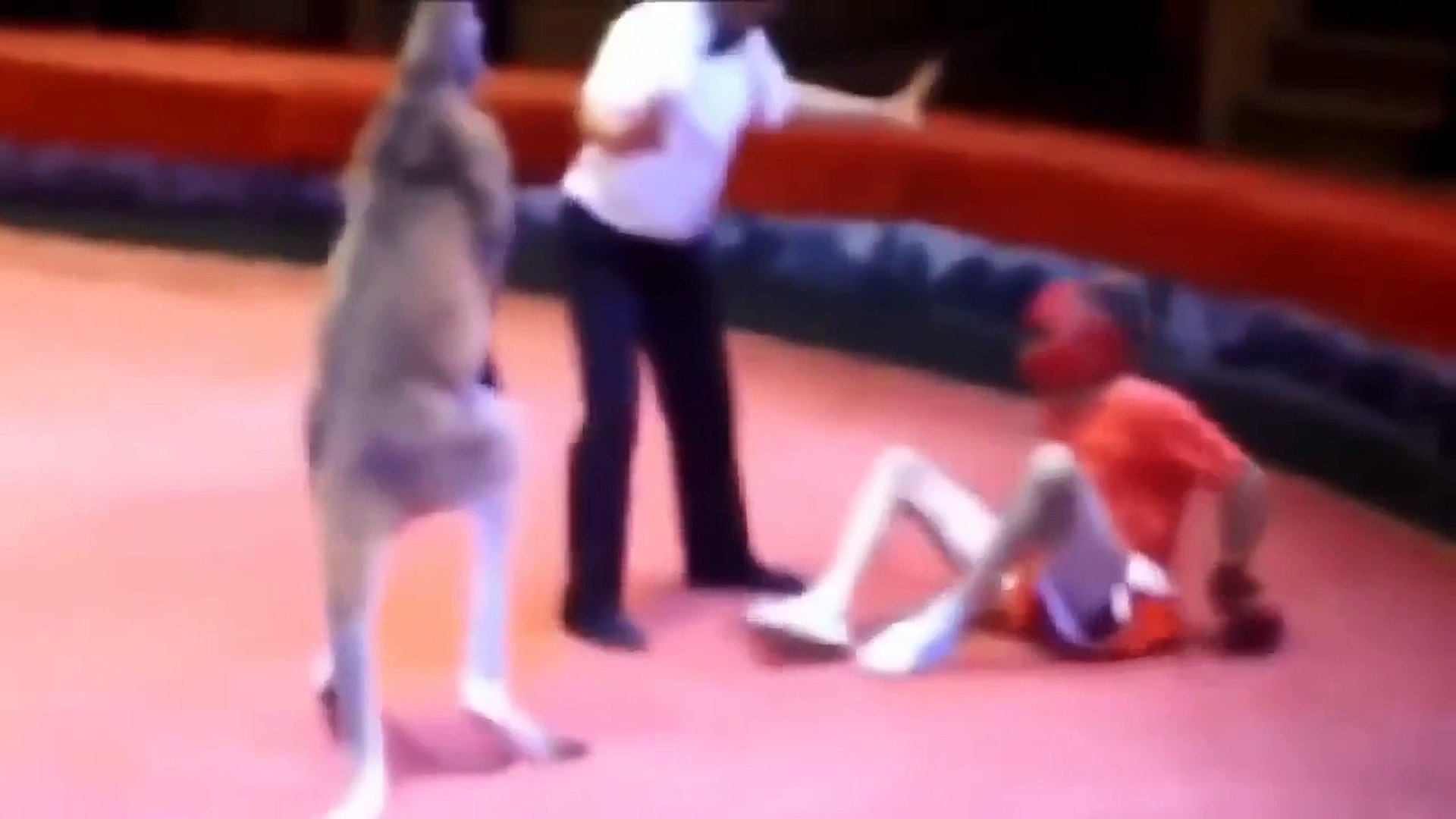 Kangaroo Fighting Human