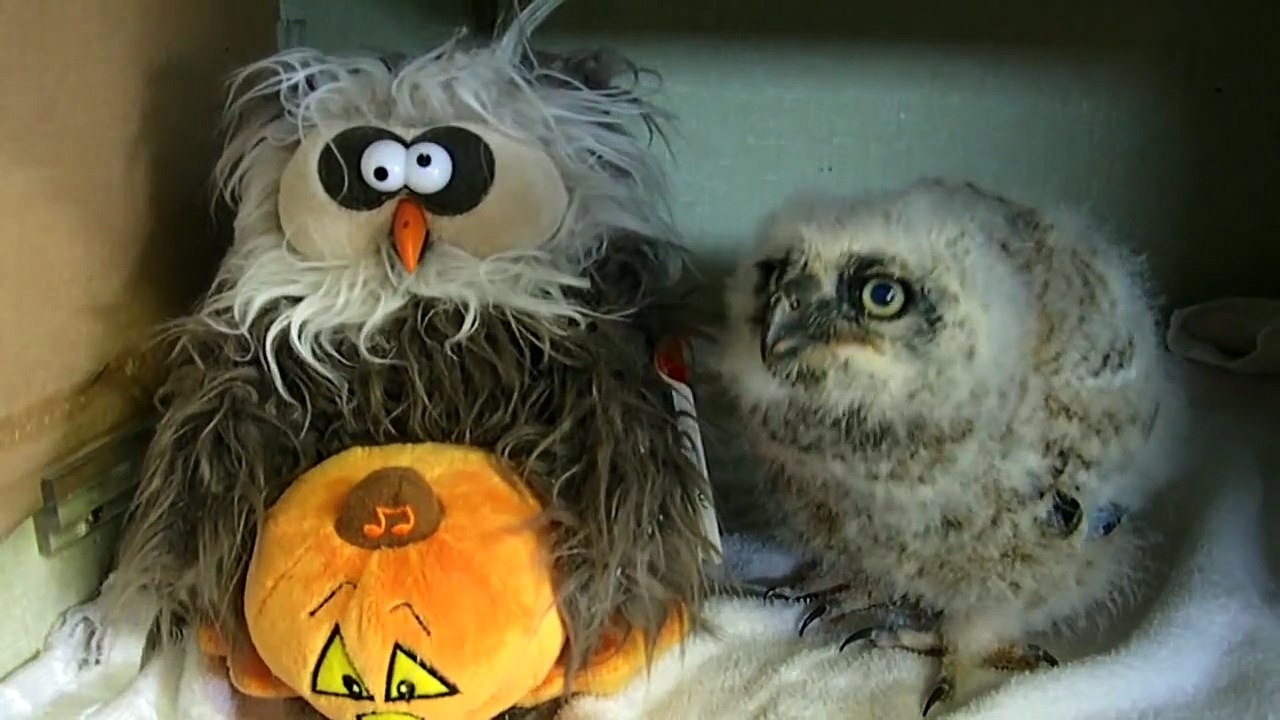 Un bébé hibou chante et danse avec une peluche - Vidéo Dailymotion