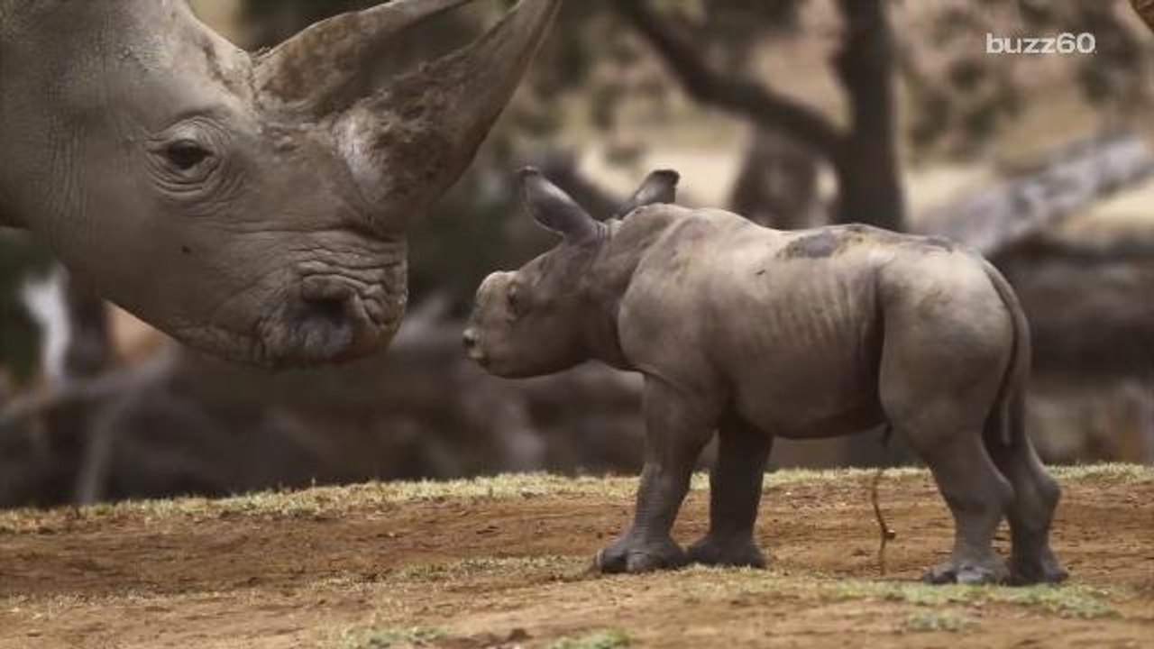 This baby rhino sneezing at the San Diego Zoo is adorable - video ...