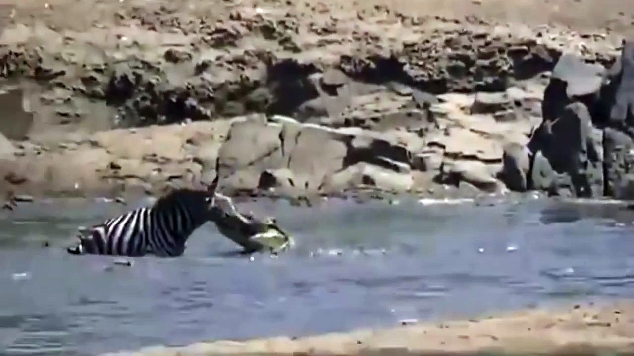 Crocodile Attack , Crocodile Eat Zebra - Dailymotion Video