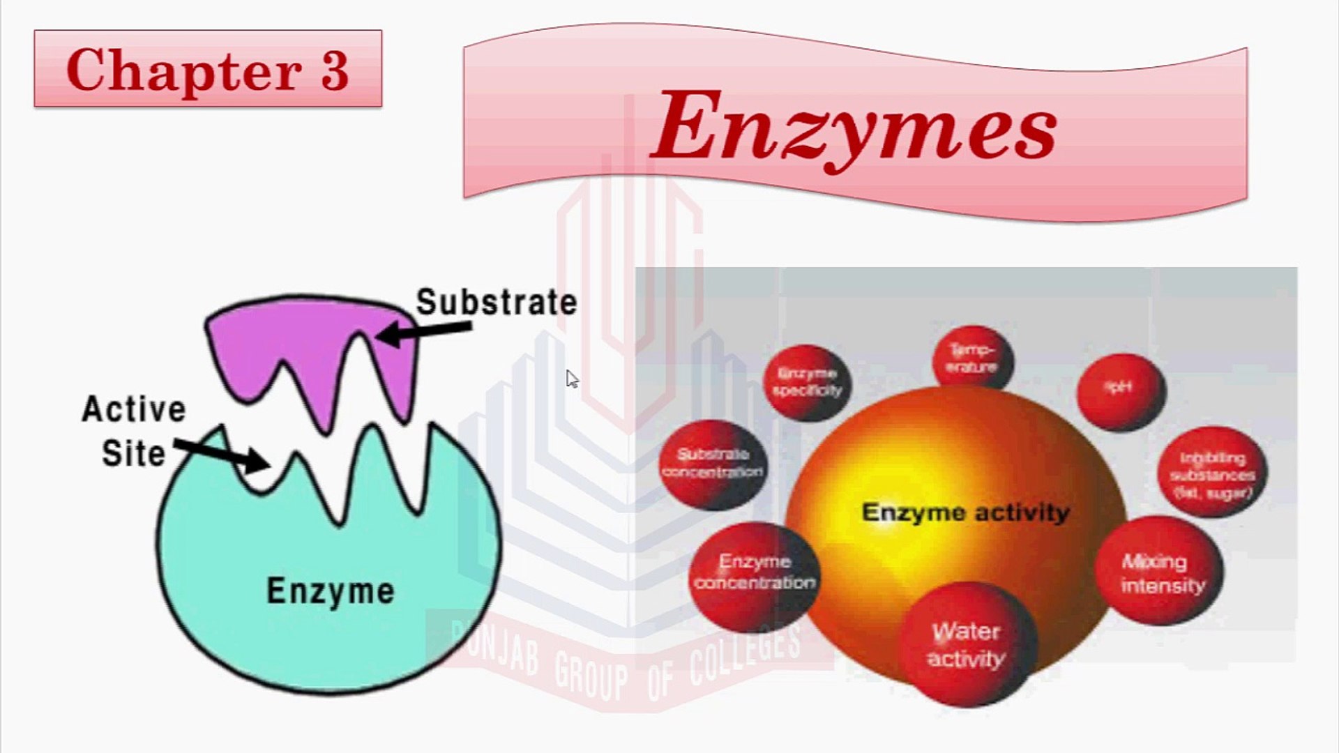 Enzymes Diagram