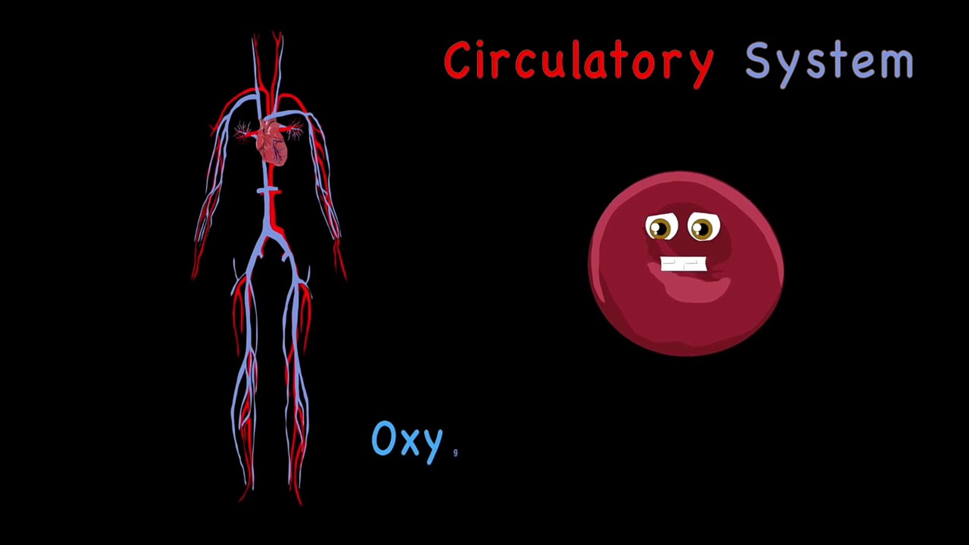 Circulatory System Animation For Kids