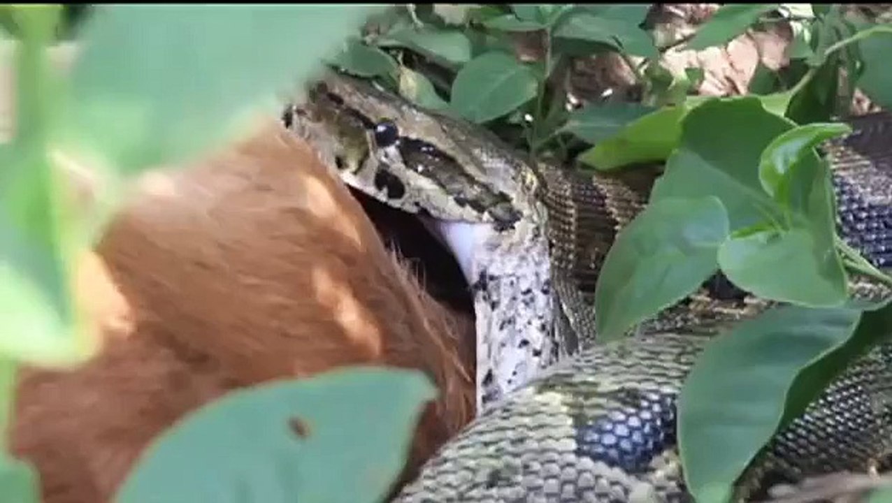 Un Python avale un impala - Vidéo Dailymotion