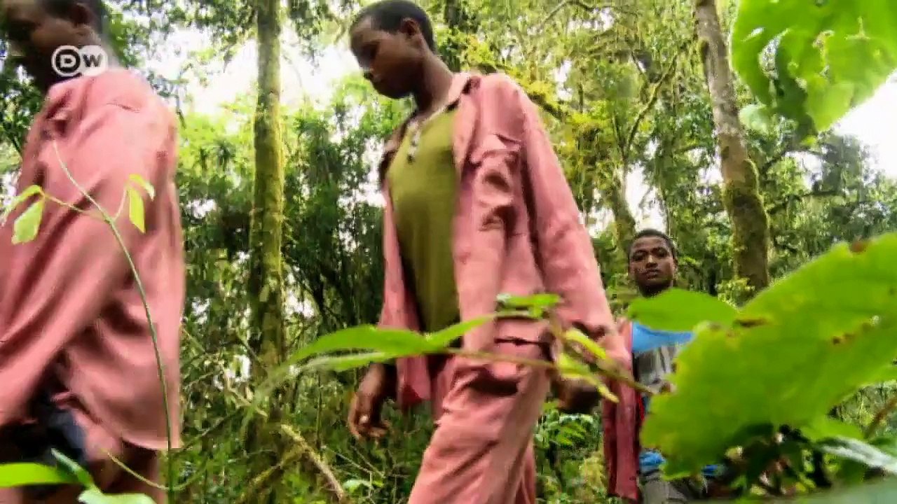 Heart and Soul of Ethopia: The Sheka Forest | Global 3000 - video ...