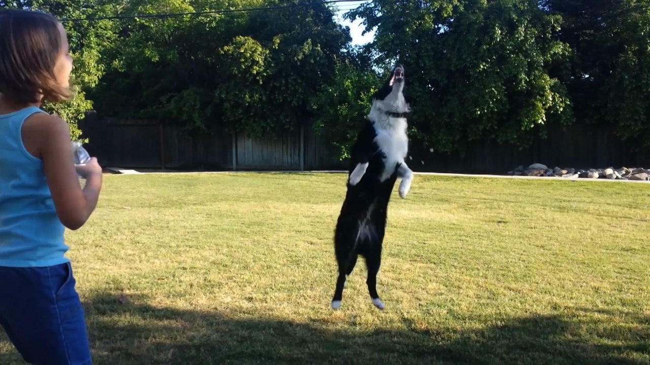 Dog Drinks Water While Doing Backflips - video Dailymotion