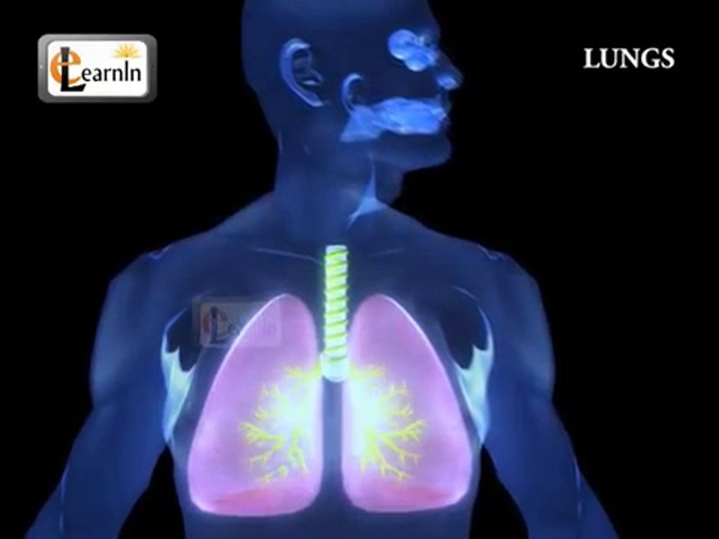 Respiratory System Animation