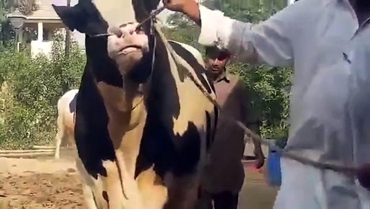Gulabi Ablagh Qurbani Jinnah Cattle 2016 - video Dailymotion