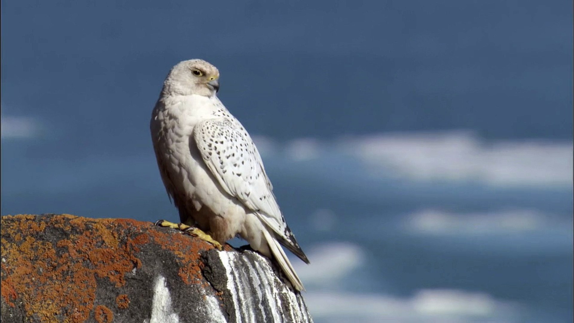 White Gyrfalcon Wallpaper