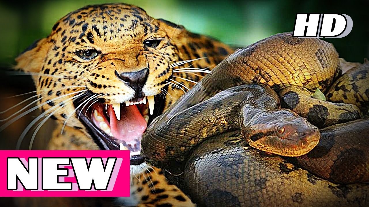 Giant Anaconda vs Jaguar, vs lion | Great python vs lion real fight ...