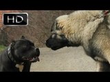 Alabai VS Kangal real fight !!! Kangal vs kangal fight tajik shephard ...