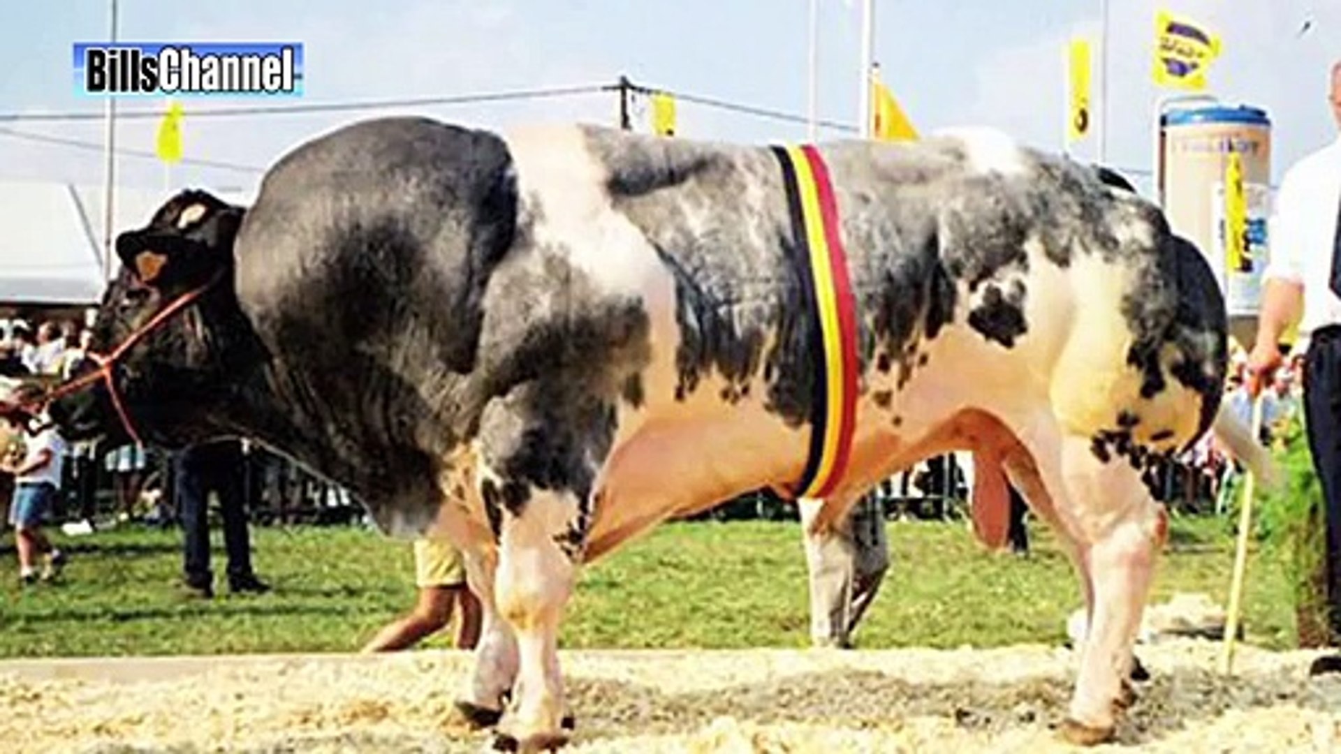 Worlds Strongest Cow