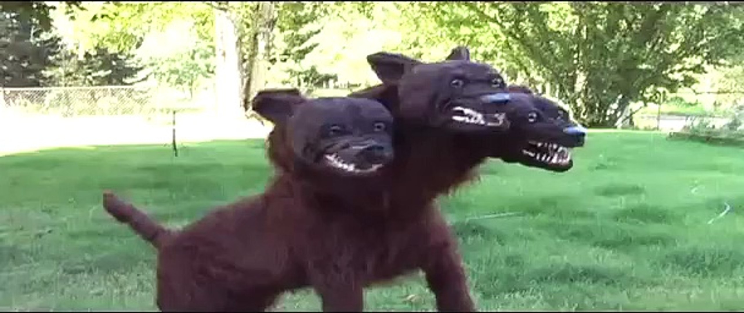 Real Three Headed Animals