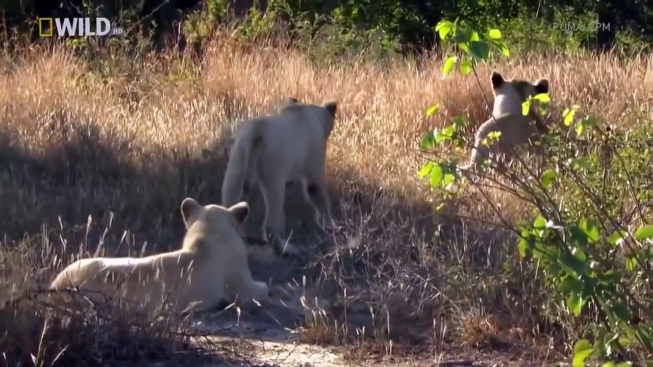 Animal Planet 2015 - Discovery Channel - Wildlife Animals - Lion ...