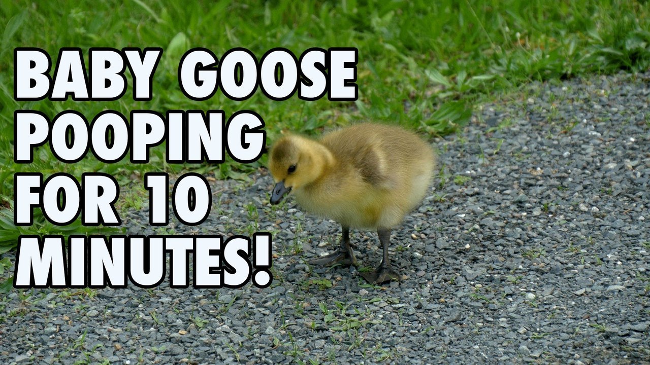 Baby Goose Pooping in 4K for Ten Minutes! - video Dailymotion
