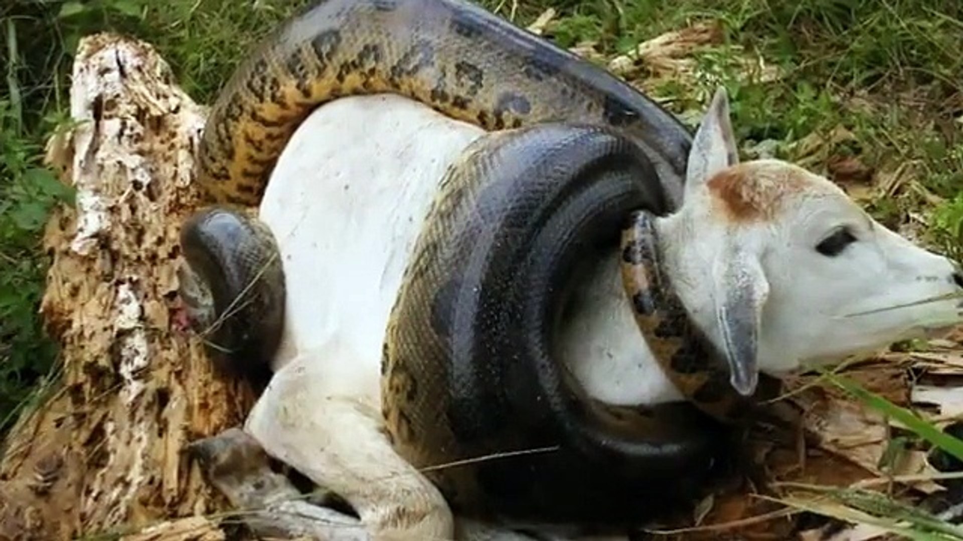 Anaconda Throws Up Cow