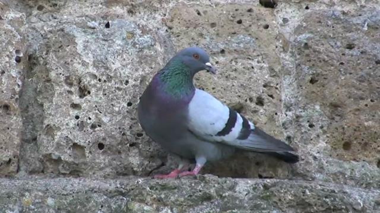 Scientists teach pigeons to detect cancer - video Dailymotion