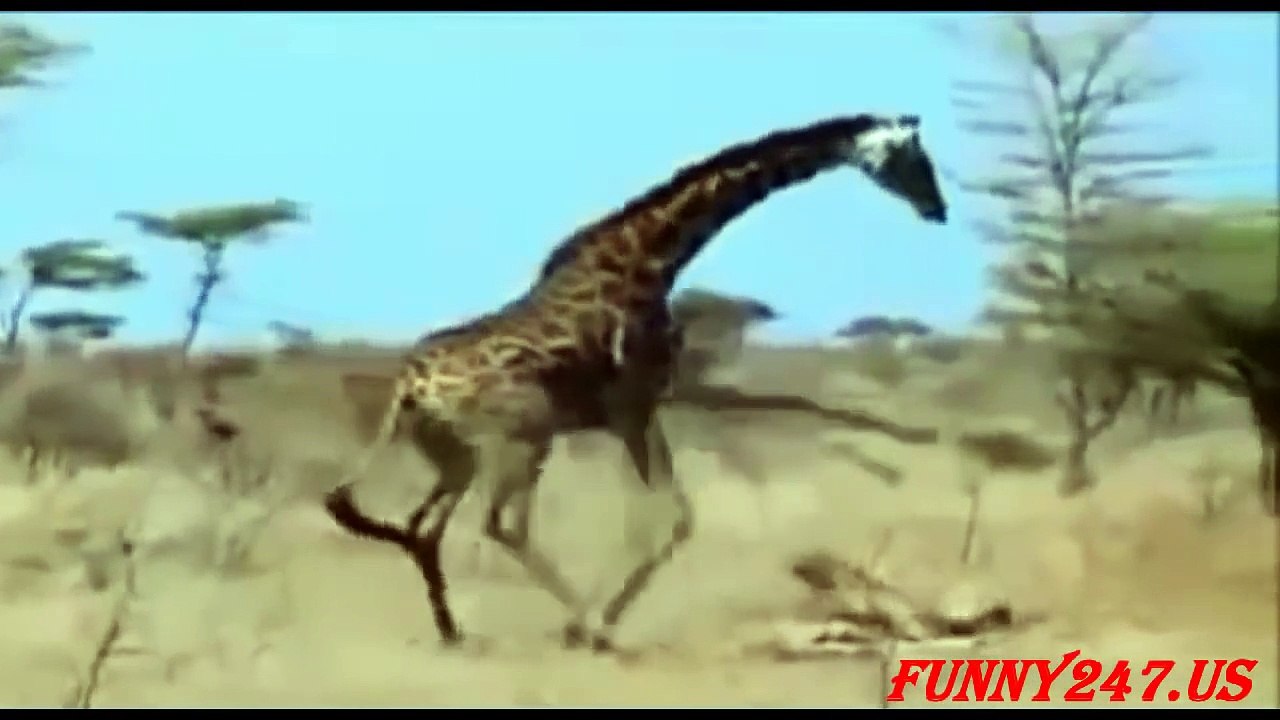 zrafa with lion Wild Animal Documentary - video Dailymotion