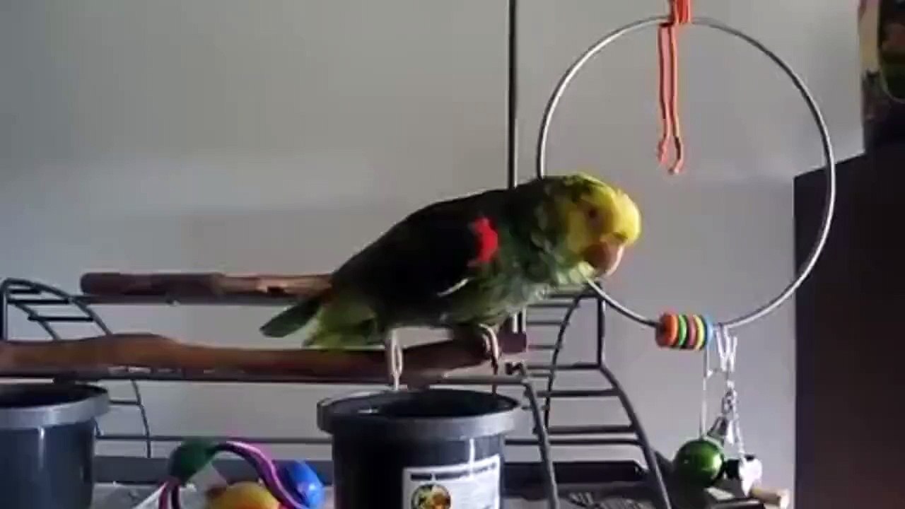 Parrot Crying Like a Human Baby - video Dailymotion