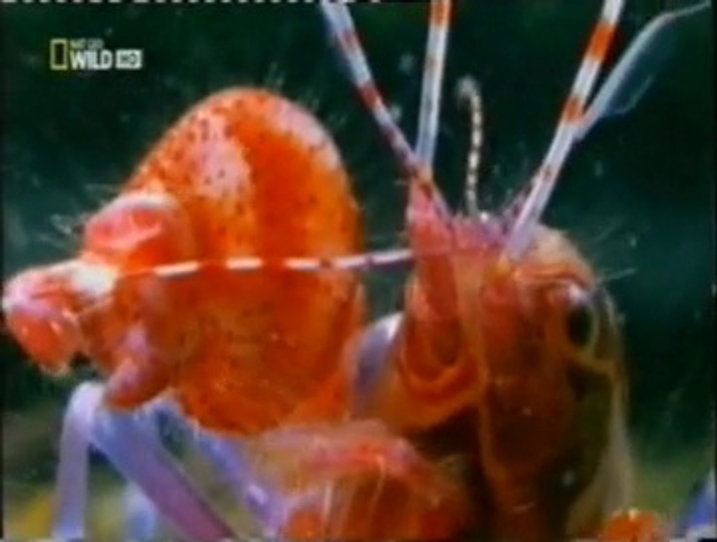 Imágenes De Peces Disparando Un Arma
