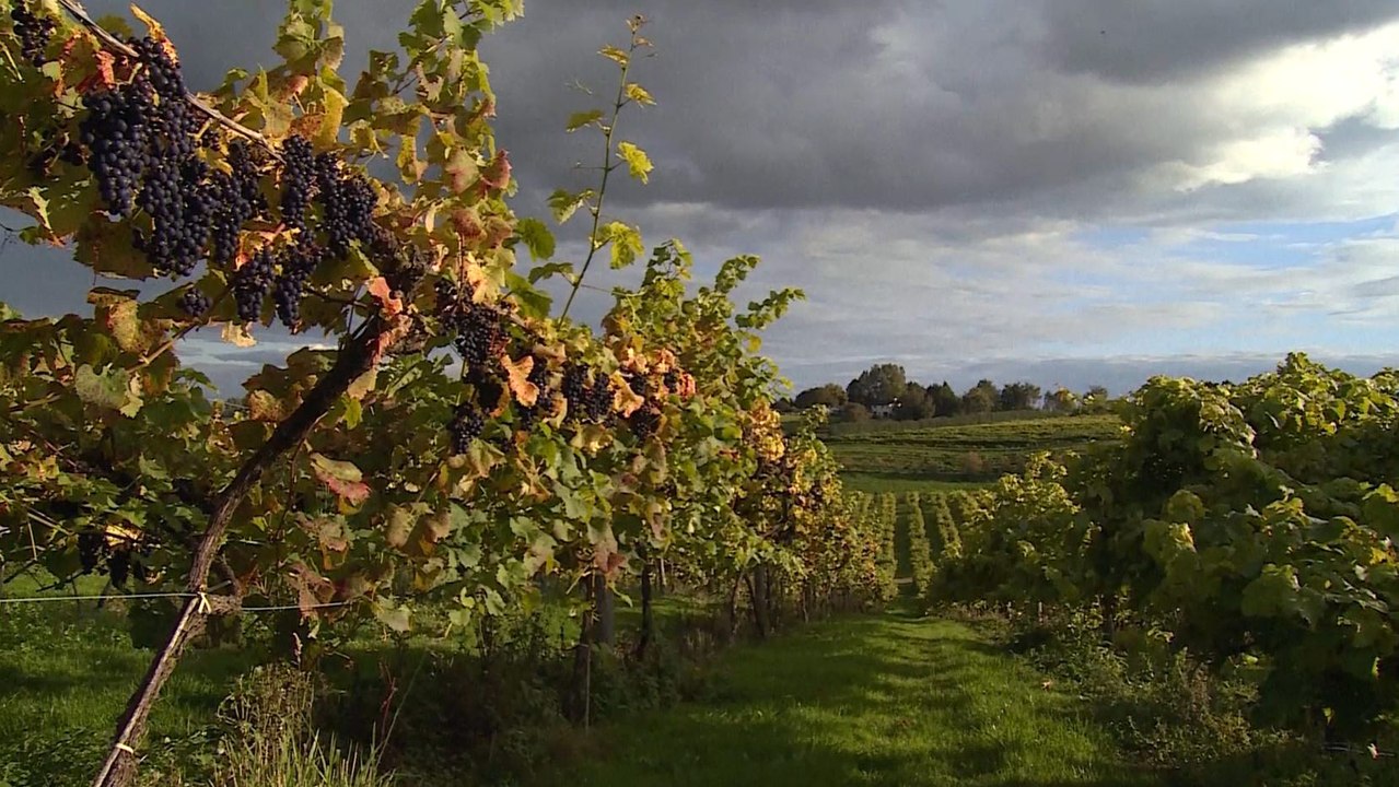 Le vin anglais bientôt meilleur que le vin français - Vidéo Dailymotion