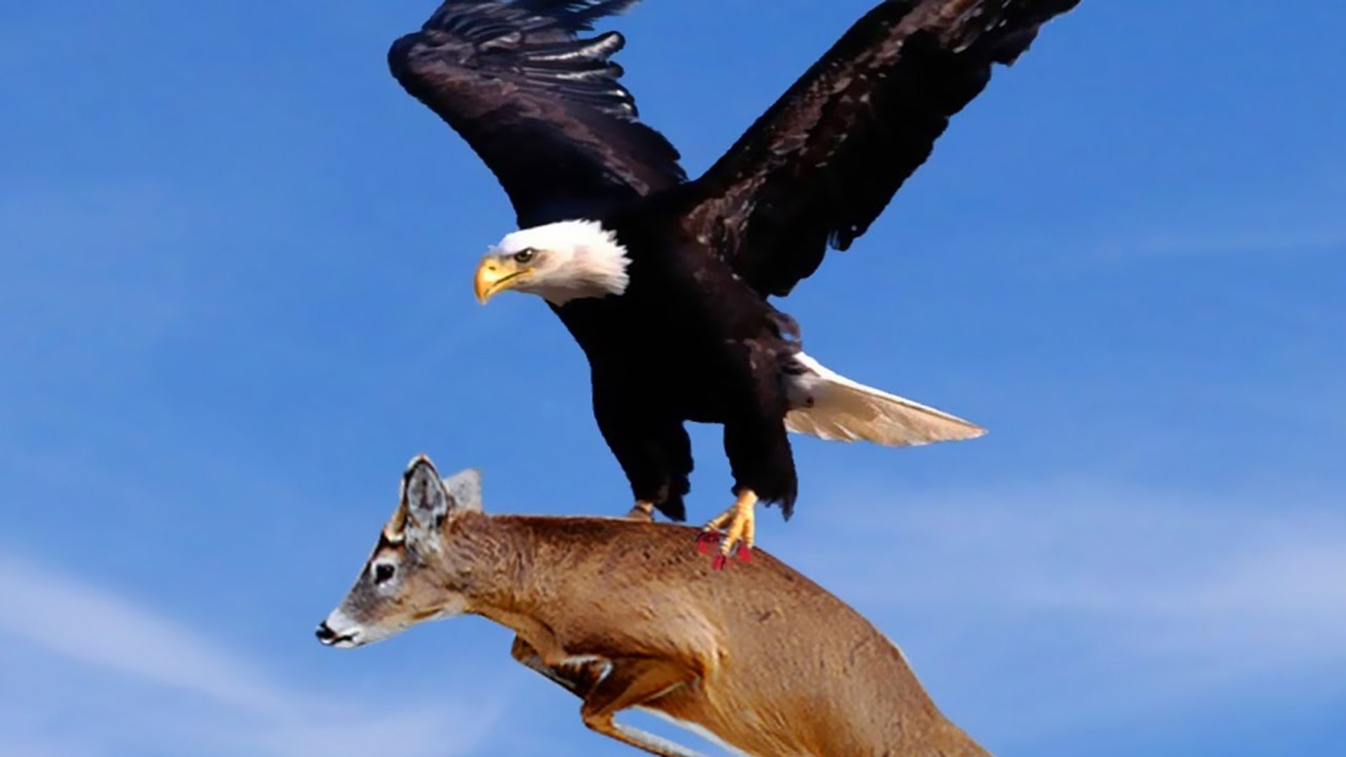 Eagle Attacks Kid