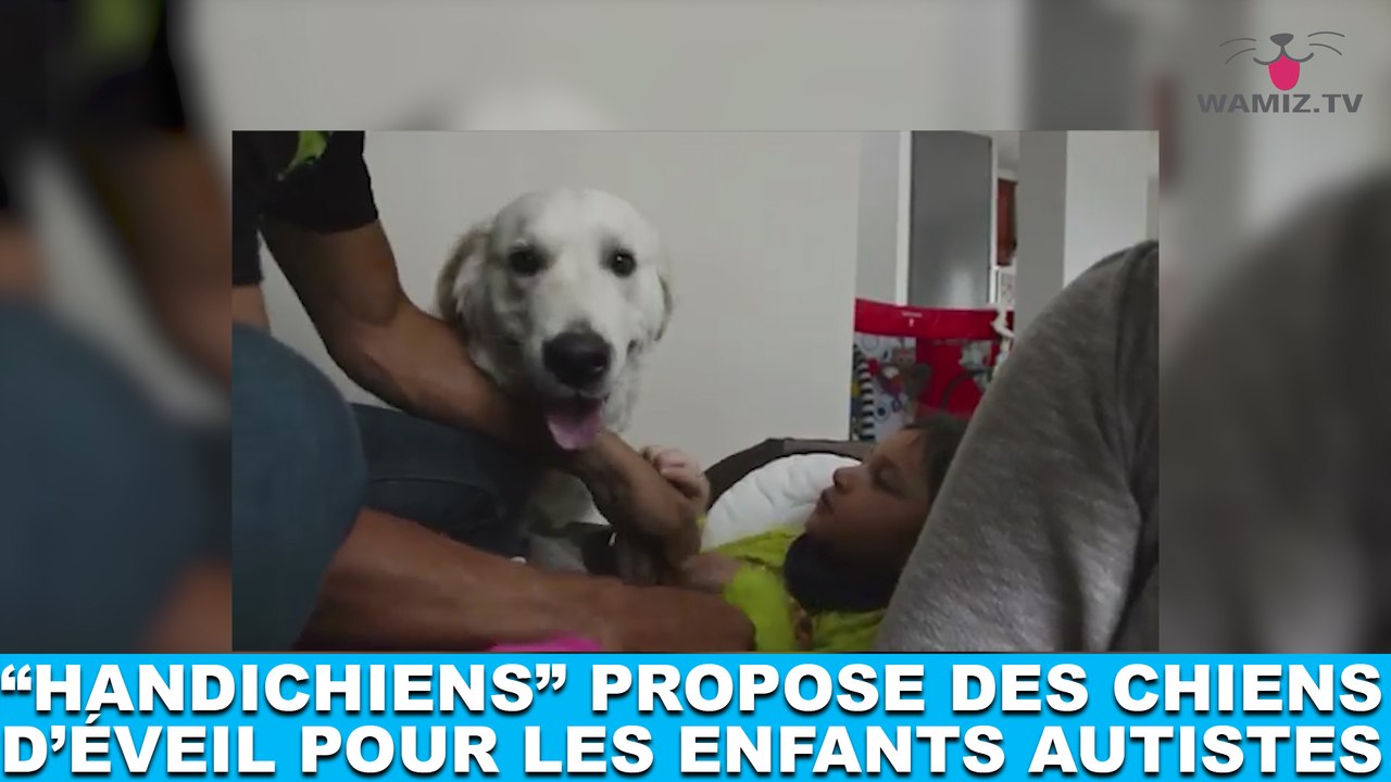 "Handichiens" propose des chiens d'éveil pour les enfants autistes ...