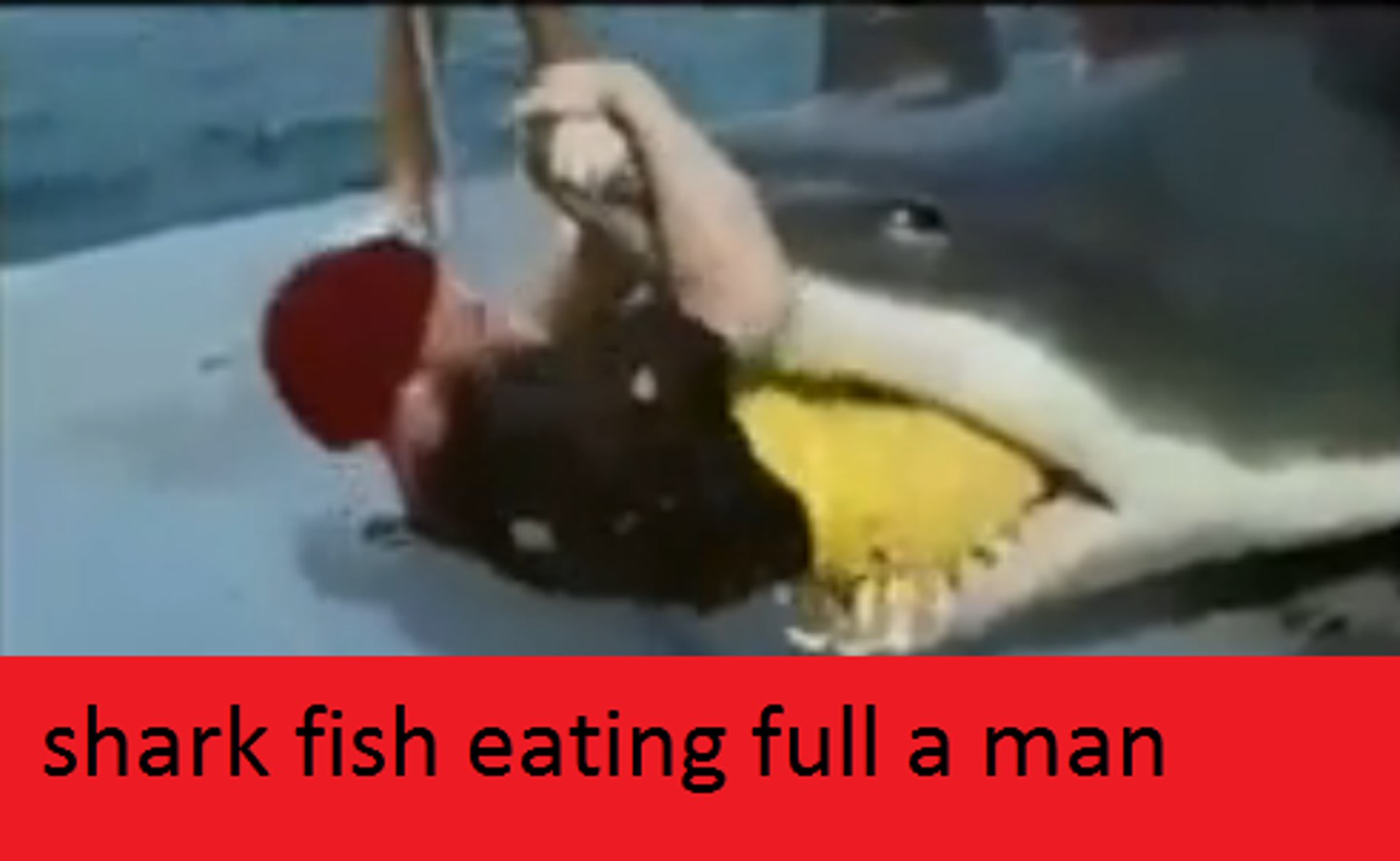 Pictures Of Sharks Eating Fish