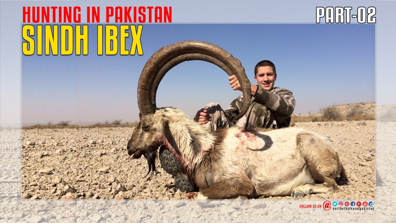 Sindh Ibex Hunting in Pakistan Part 02 - video Dailymotion