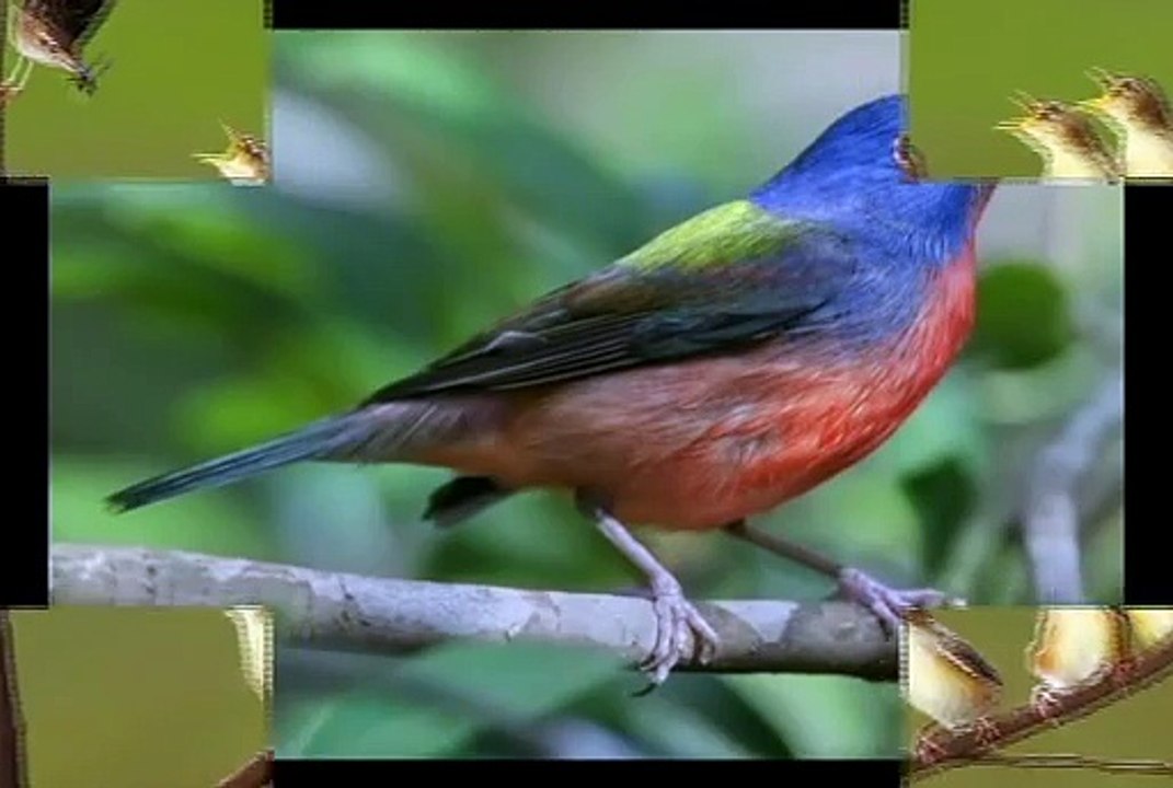 Con chim - Bài hát con chim non - Video Dailymotion