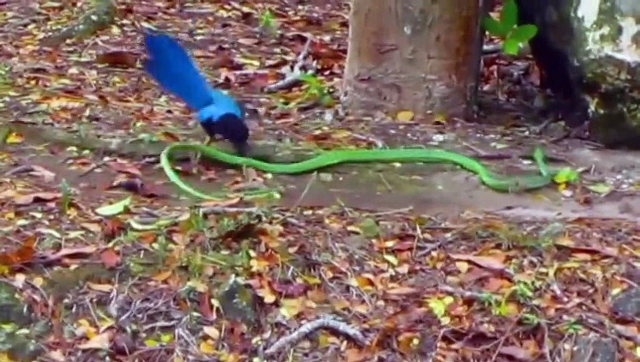Bird vs Snake Fight - Bird attack and kill snake - video Dailymotion