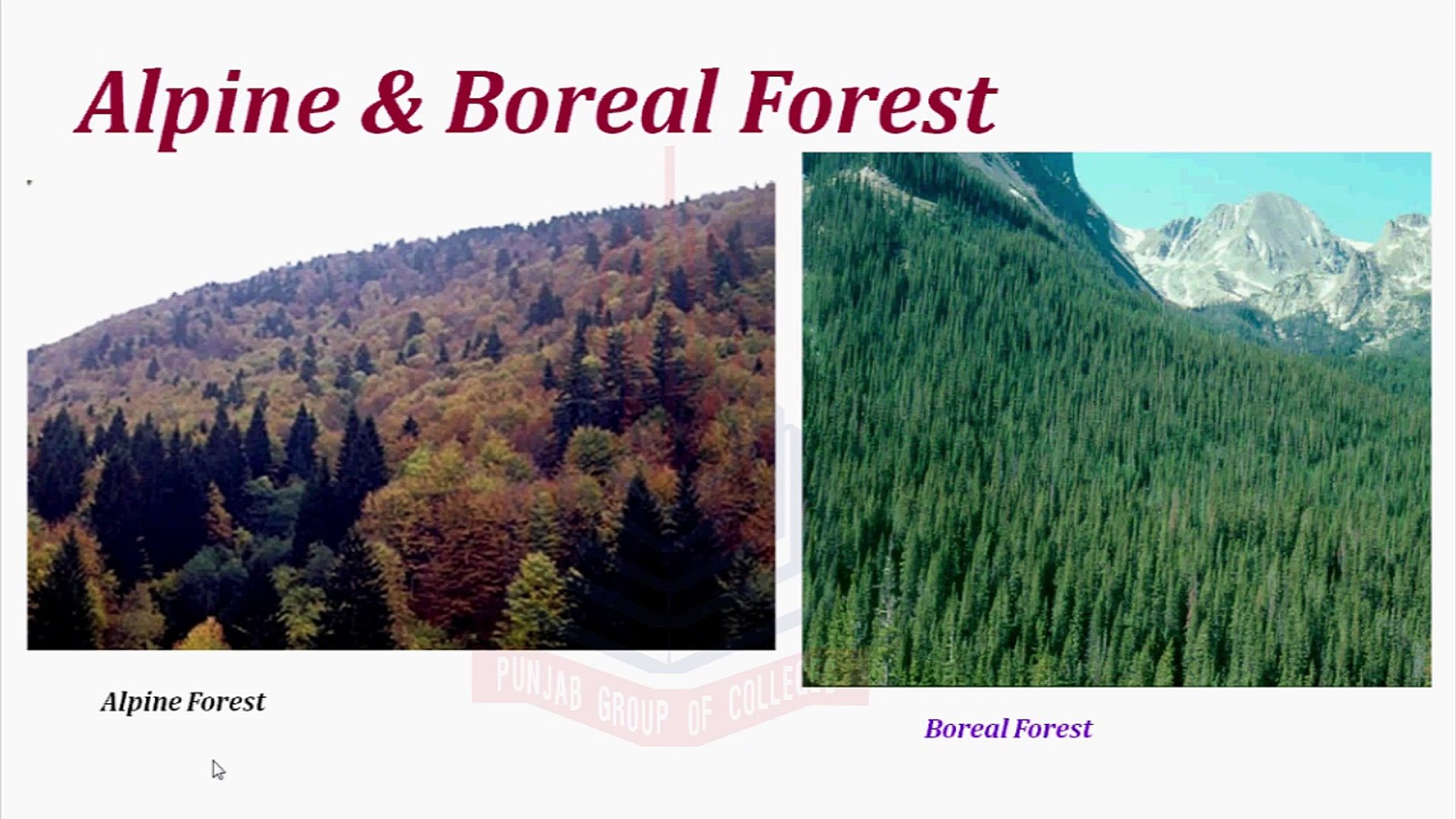 Boreal Forest Definition