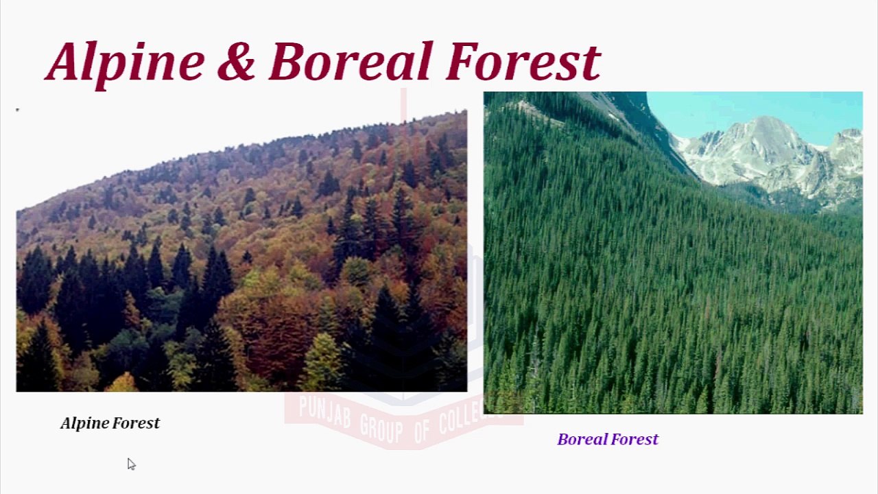 Coniferous Alpine and Boreal Forests & Snow Cover and Temperature ...