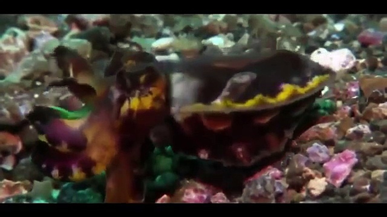 Discovery Channel - Animal Planet 2015 - Ocean giant squid documentary ...