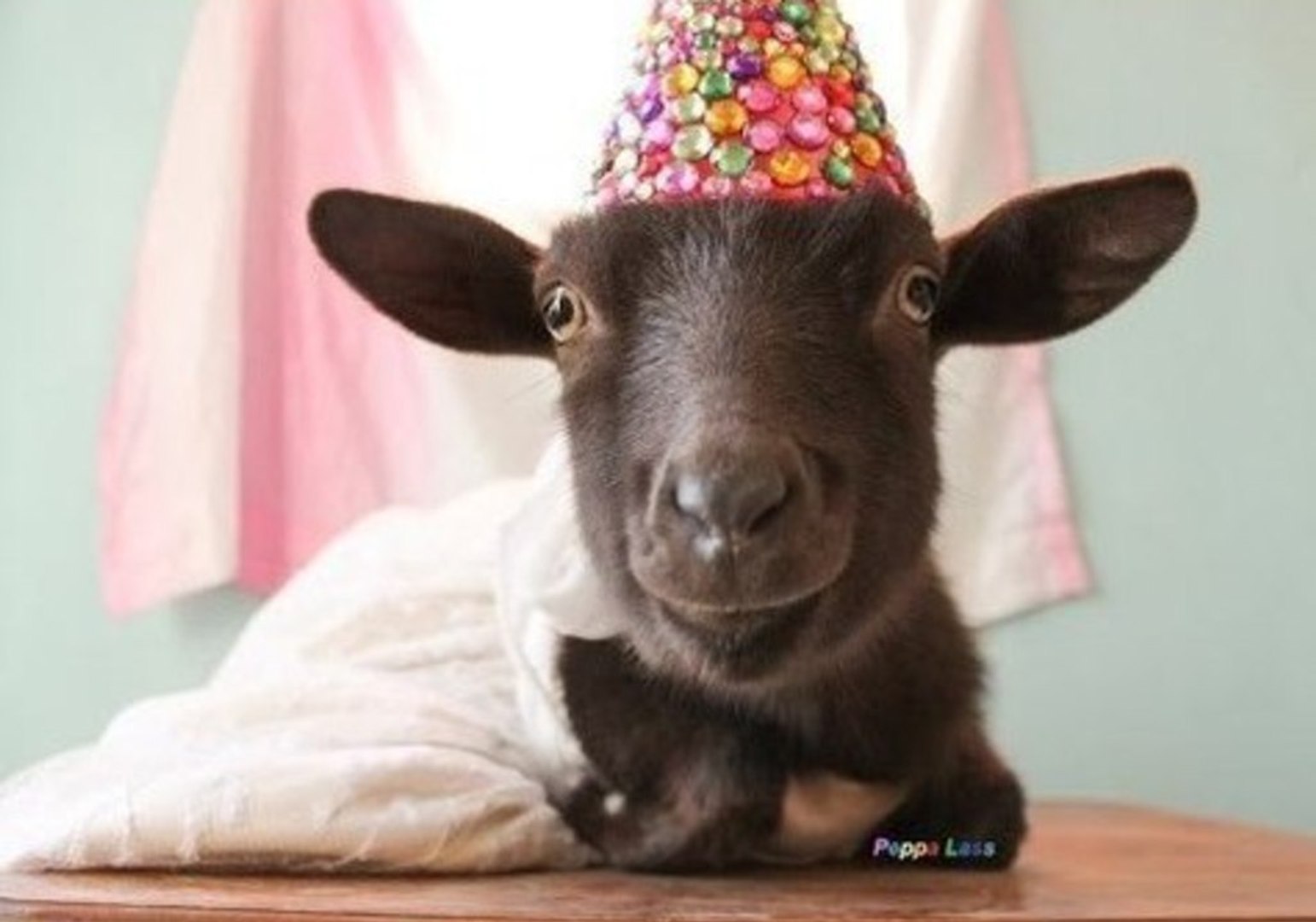 Pygmy Goat Happy Birthday