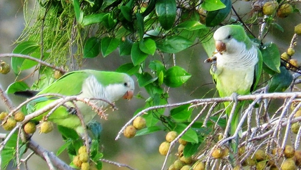 Wild Monk Parakeets or Quaker Parrots - video Dailymotion