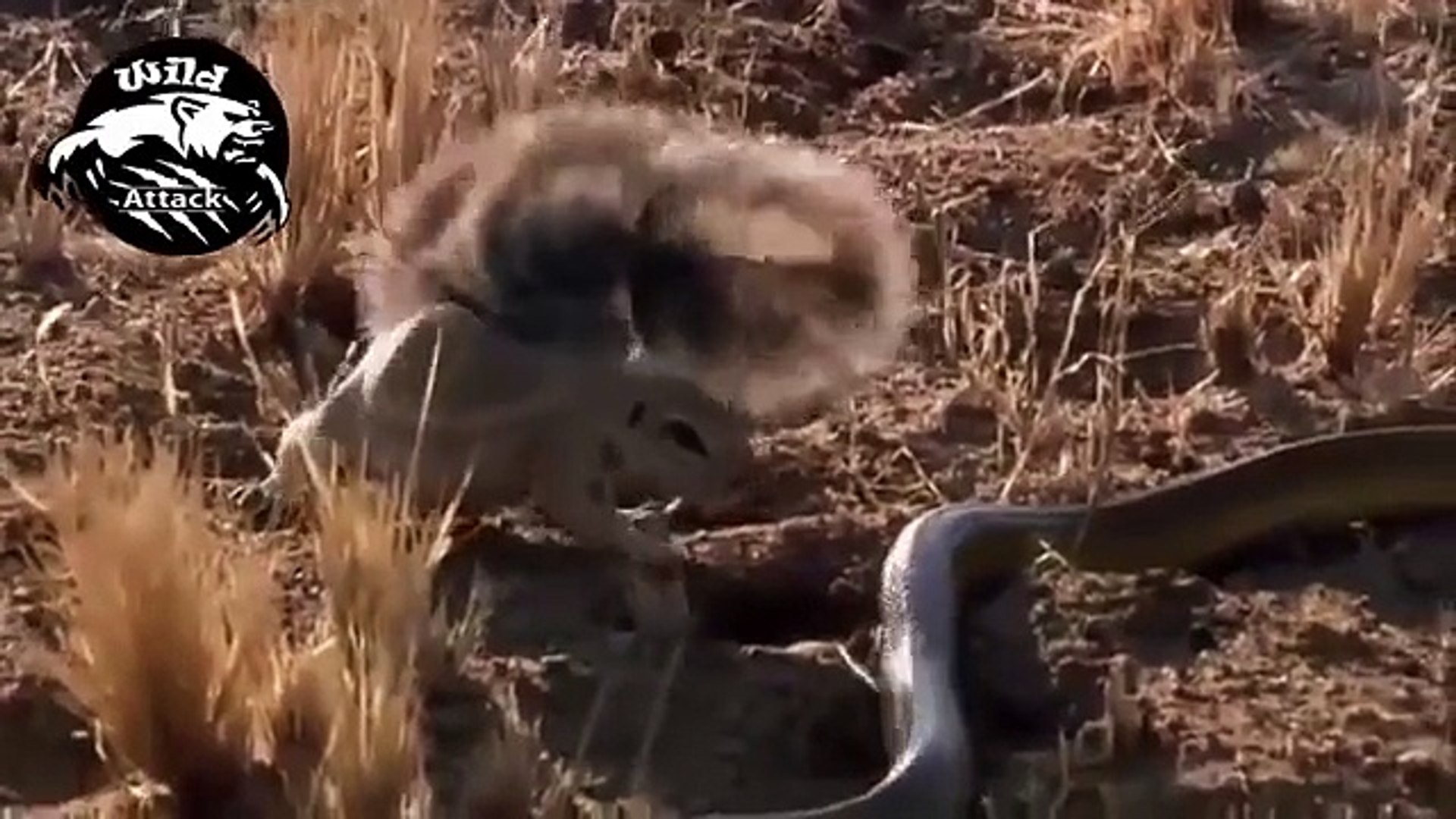 Mongoose Vs Black Mamba